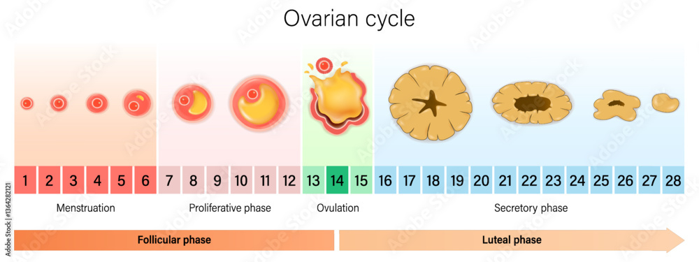 Praca wektorowa bez tantiem: Ovarian cycle. Menstrual cycle. Menstrual ...
