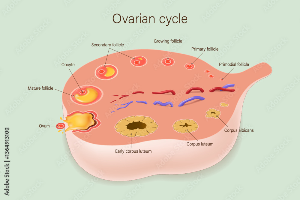 Ovulation. Ovarian cycle. Egg cell development. Ovary structure ...