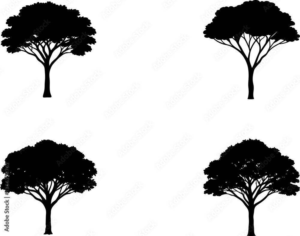 Acacia tree vectors collection black and white, Vector of acacia trees ...