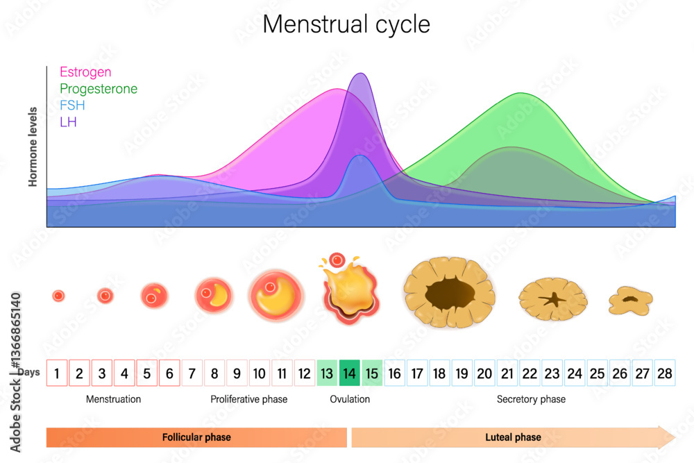 Menstrual cycle. Hormone levels, Ovarian cycle and Endometrium layer ...