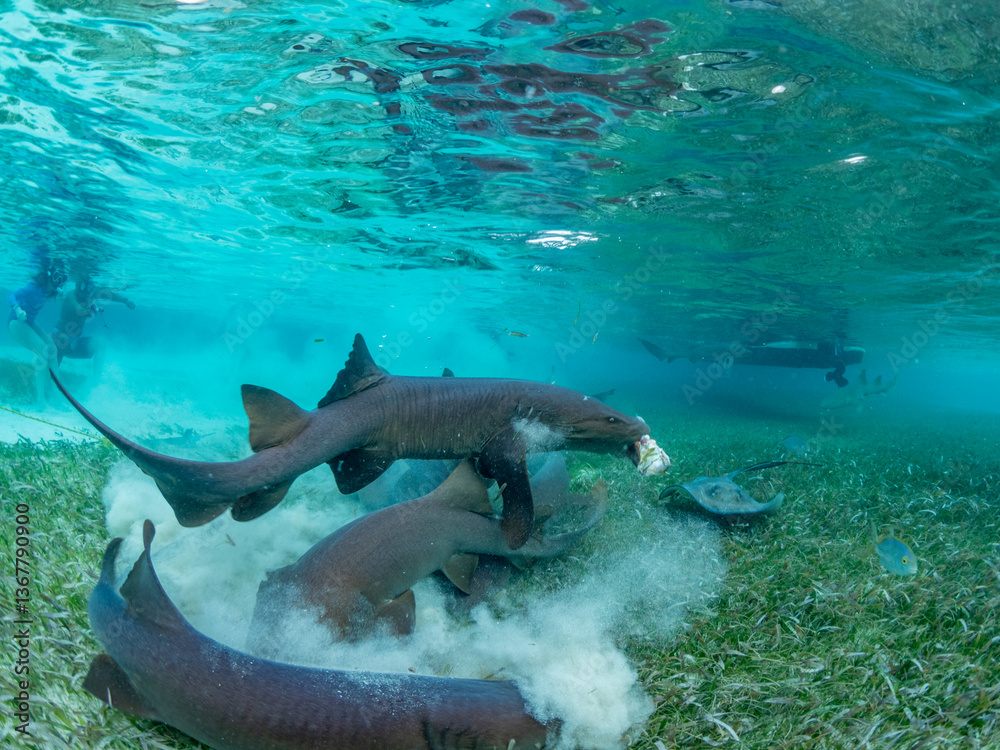Nurse sharks (Ginglymostoma cirratum), being fed in shark and ray alley ...