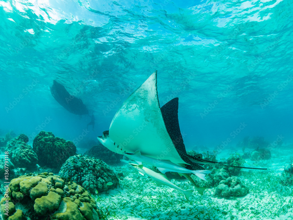 Spotted eagle ray (Aetobatus narinari), Hol Chan Marine Preserve ...