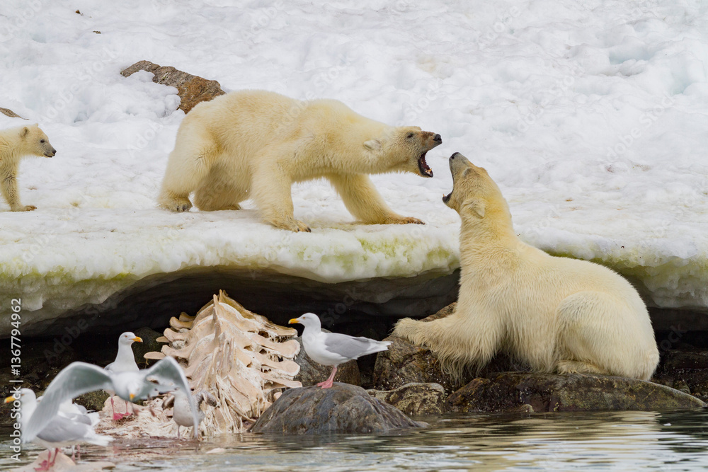 Stock-Foto „Mother polar bear (Ursus maritimus) and cub-of-the-year ...