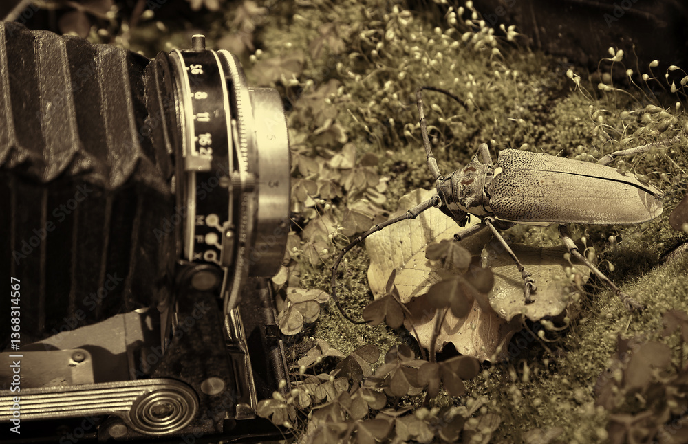 Photographing a Mango Tree Borer, Batocera rufomaculata in nature with ...