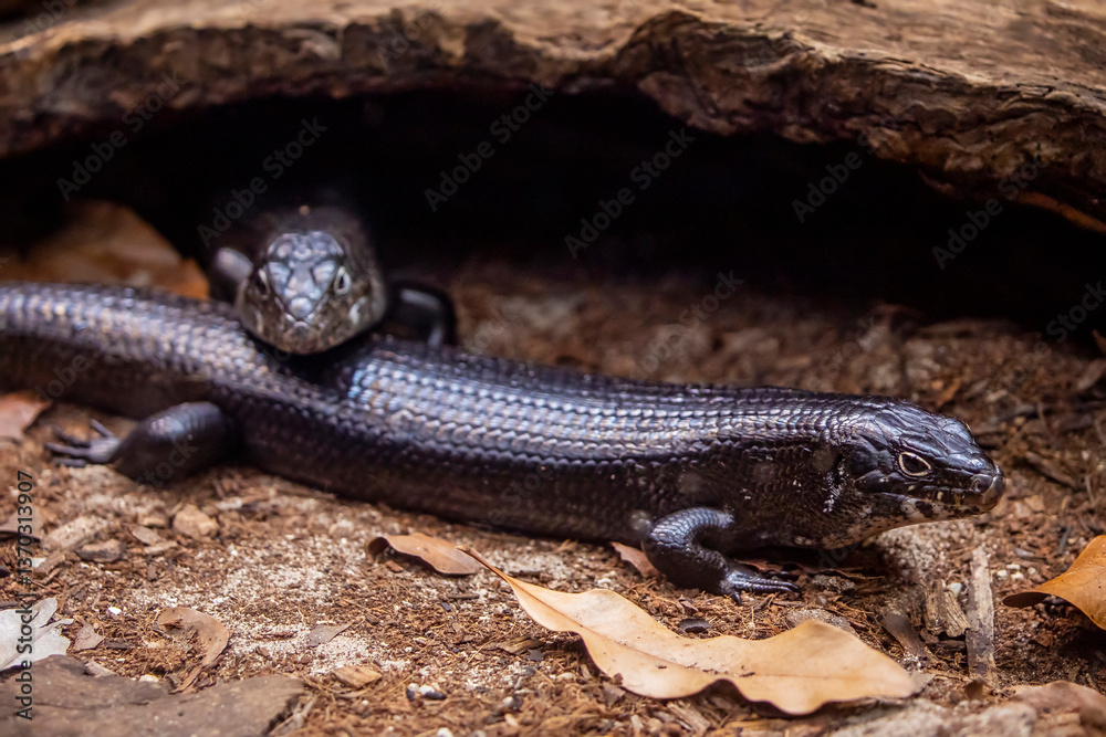 The land mullet (Bellatorias major) is one of the largest members of ...