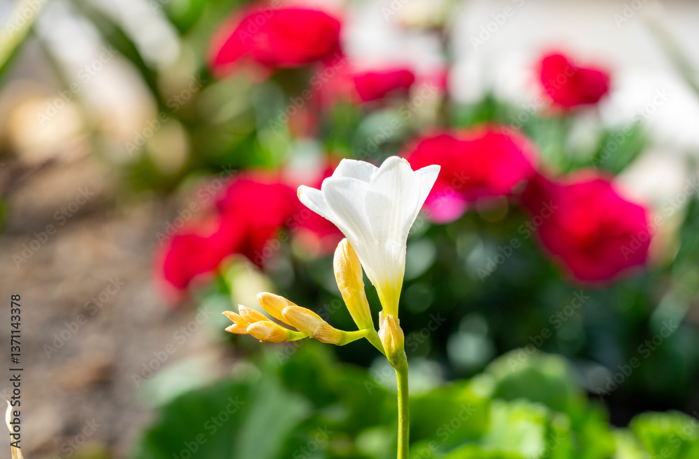 Freesia. Freesia is a genus of herbaceous perennial flowering plants in ...