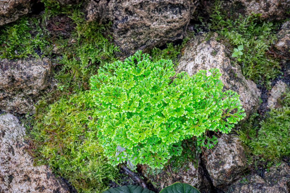 Selaginella apoda or kraussiana, also known as meadow spikemoss, is ...