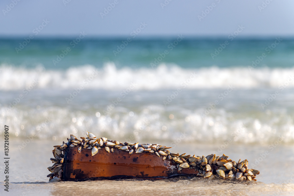 Colony of the pelagic gooseneck barnacle - Lepas anatifera, stuck to a ...