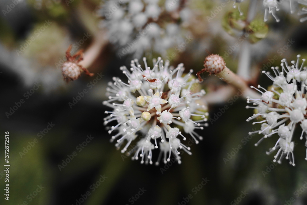 Fatsia japonica, commonly known as Japanese aralia, is an evergreen ...