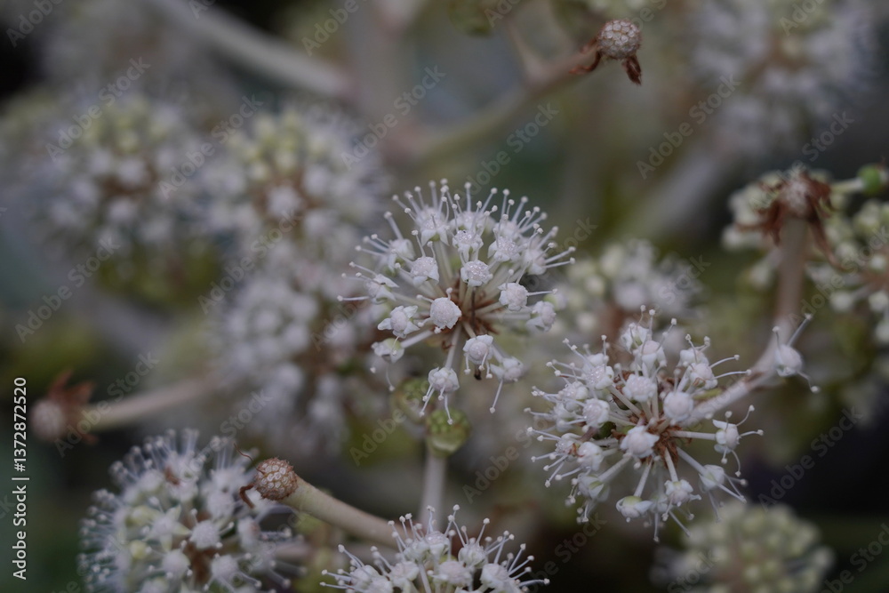 Fatsia japonica, commonly known as Japanese aralia, is an evergreen ...