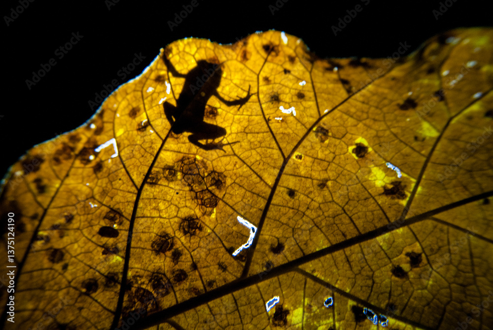 Anfíbios Brasileiros - Sapos, pererecas e rãs Brasileiras Stock Photo ...