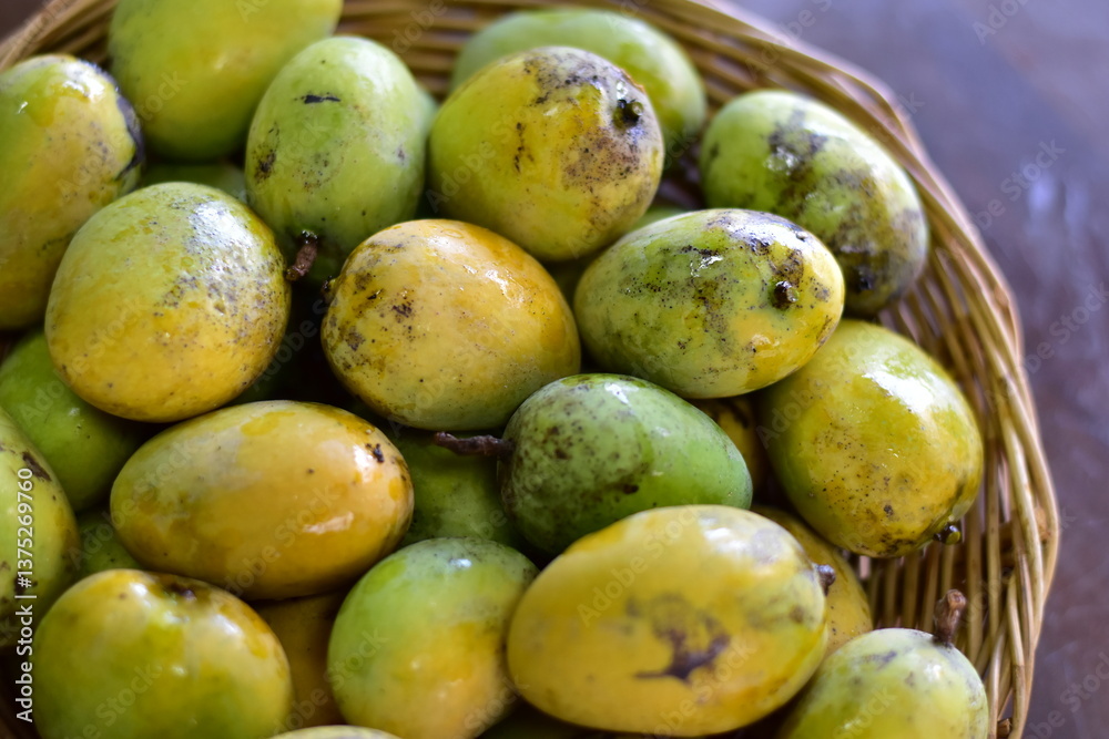 Mango, Scientific name Mangifera caloneura Kurz, Ripe Mango tree ...