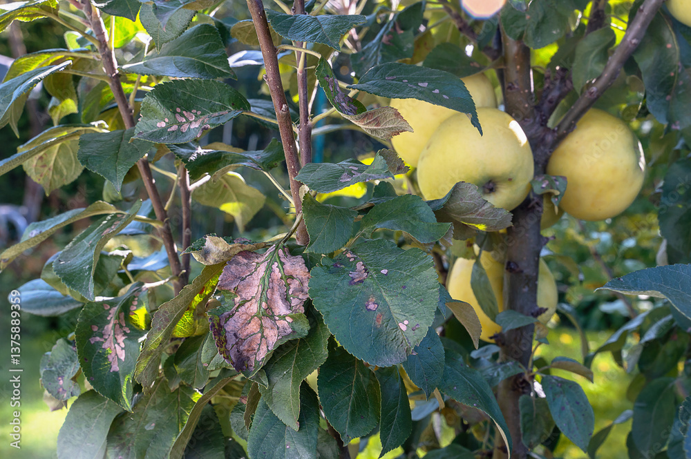 Apple trees with fruits affected by Phyllostictosis brown spot of apple ...