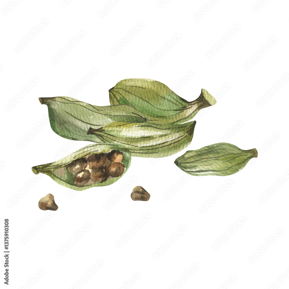 Cardamom green pods pile watercolor illustration. Hand drawn Indian ...