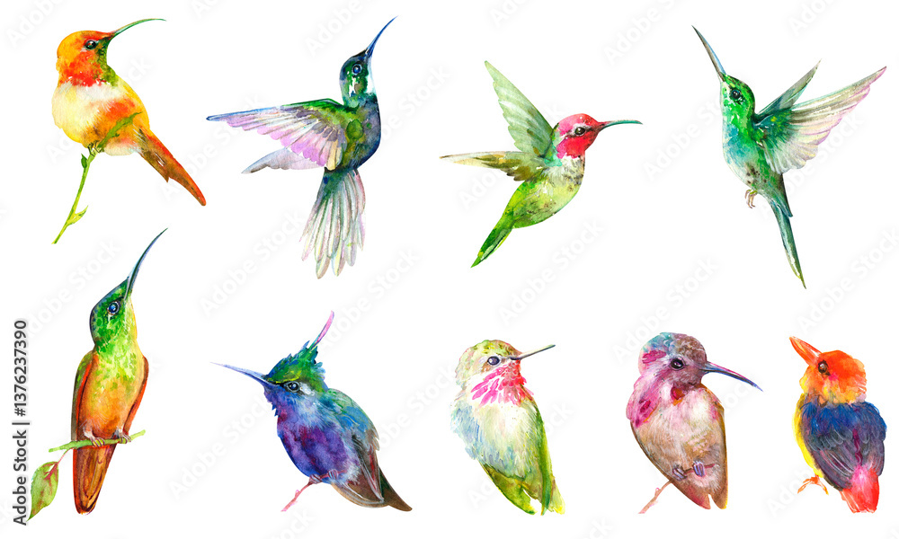Watercolor Hummingbird colorful bird clipart. Summer illustration hand ...