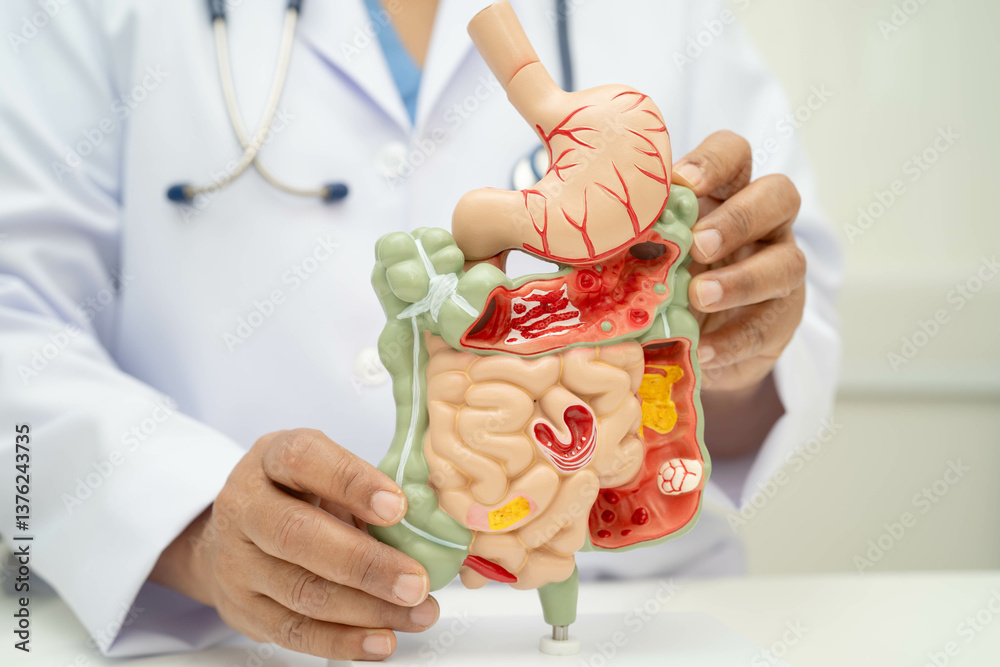 Digestive system with stomach and intestine, Asian doctor holding human ...
