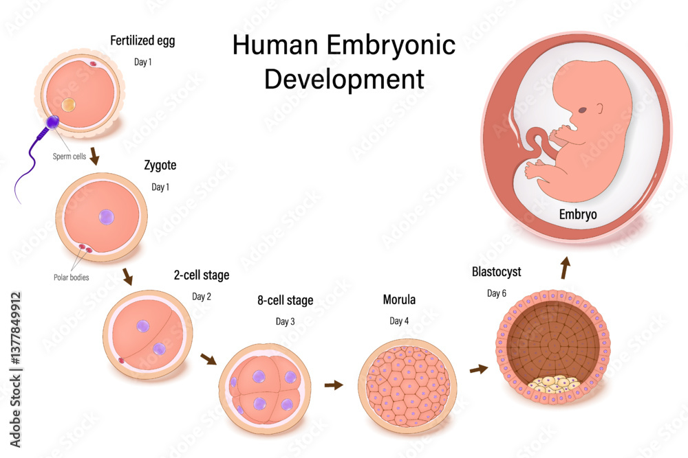 Diagram of early human embryonic development. Human embryogenesis ...