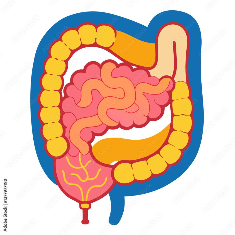 Cartoon of a Healthy Human Intestine Diagram Showing Colon, Small ...