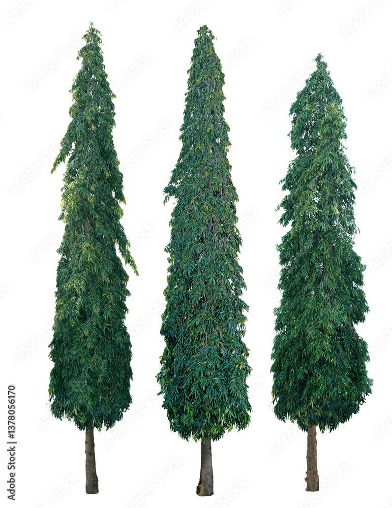 A tall ashoka tree. Polyalthia longifolia green plant isolated. The ...