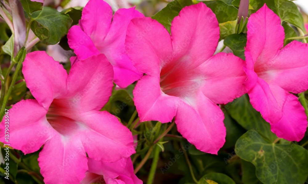 Mandevilla sanderi pink blooming dipladenia flower. Mandevilla sanderi ...