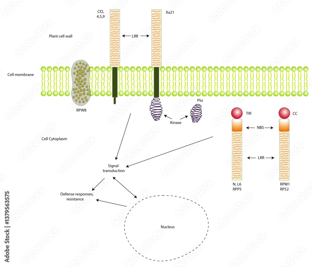 Schematic diagram of the structure and cell location of the six types ...