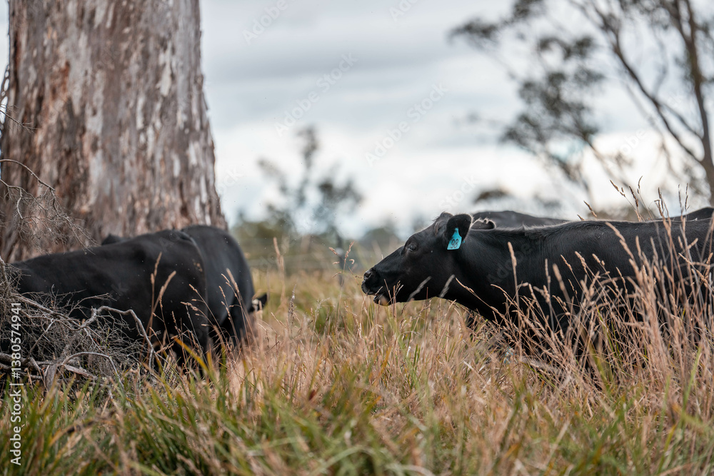 growing beef cows and cattle grazing on sustainable managed grasses on ...