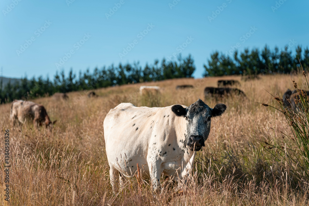 growing beef cows and cattle grazing on sustainable managed grasses on ...