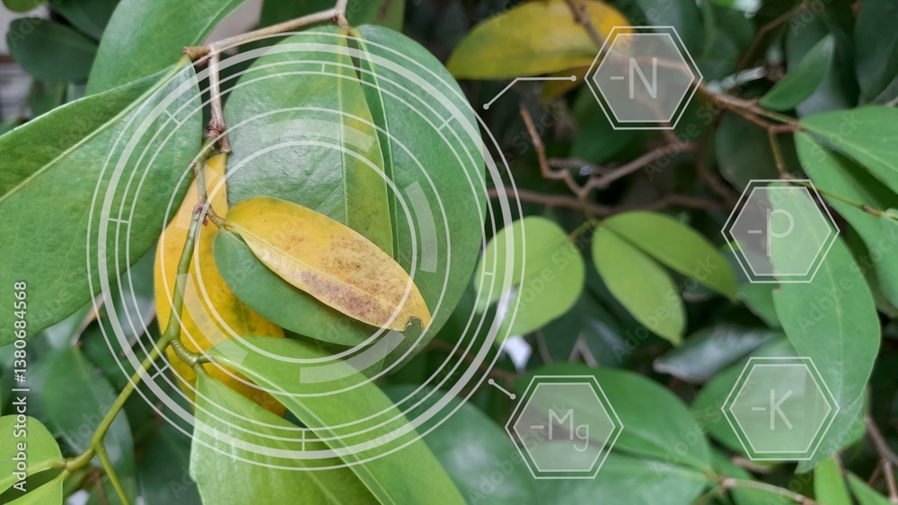 Yellow leaves with a futuristic digital overlay showing nutrient ...