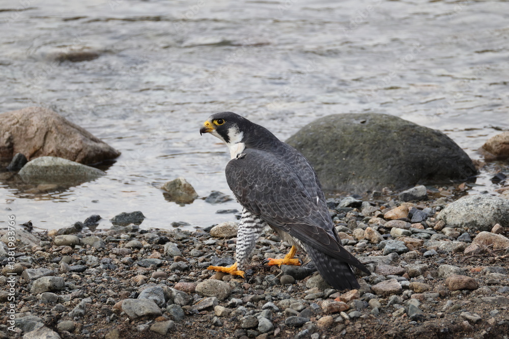The peregrine falcon (Falco peregrinus japonensis), also known simply ...