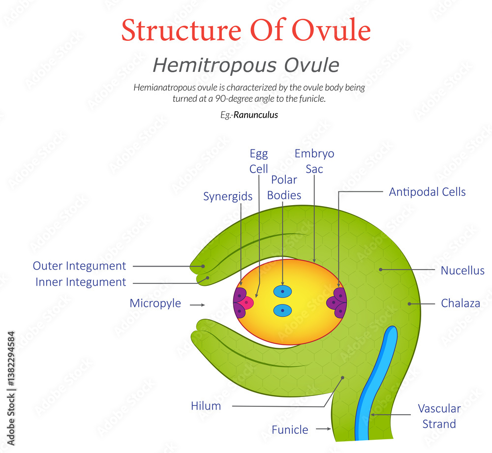 Hemitropous Ovule Diagram Showing Structure and Labeled Parts Stock ...