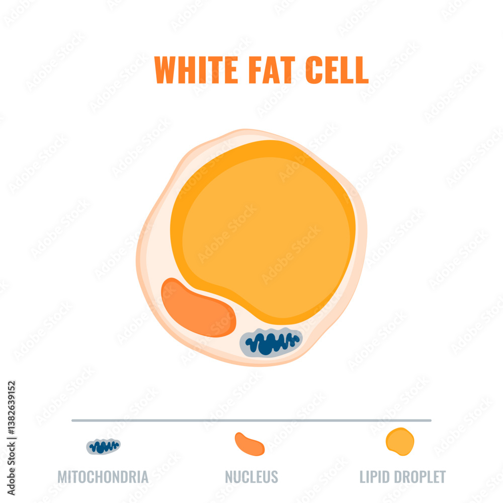 Adipose tissue showing white fat cell with mitochondria and nucleus ...