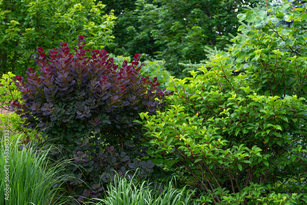 royal purple, low maintenance, butterflies, cotinus coggygria, blue ...