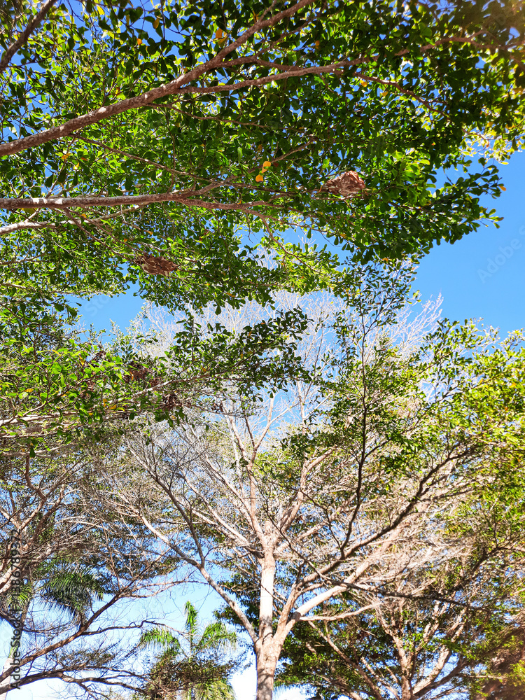 Branch and leaves of Terminalia ivorensis Stock Photo | Adobe Stock