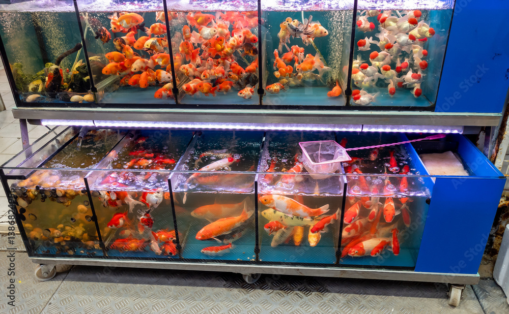 Gold fish of different types and sizes in water tanks on display in a ...