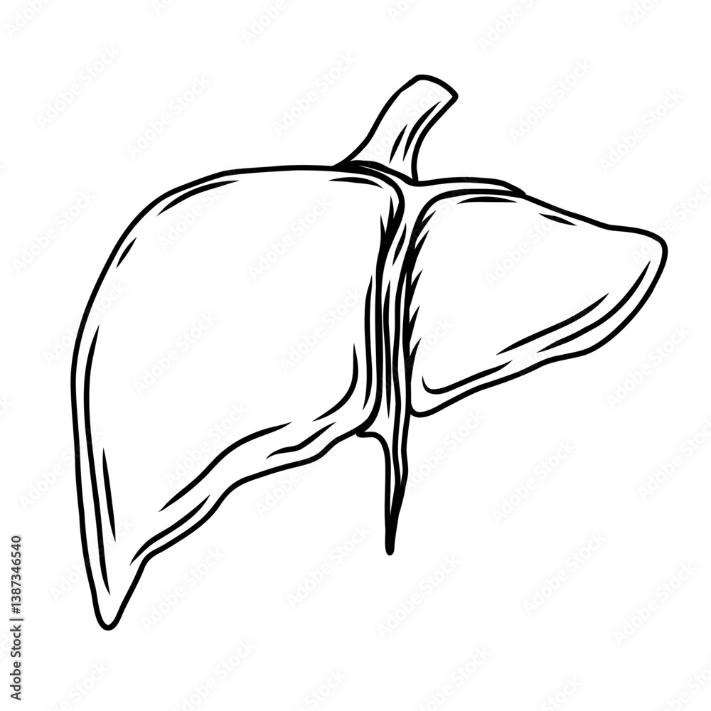 Human Liver vector illustration in black and white outline. Anatomical ...