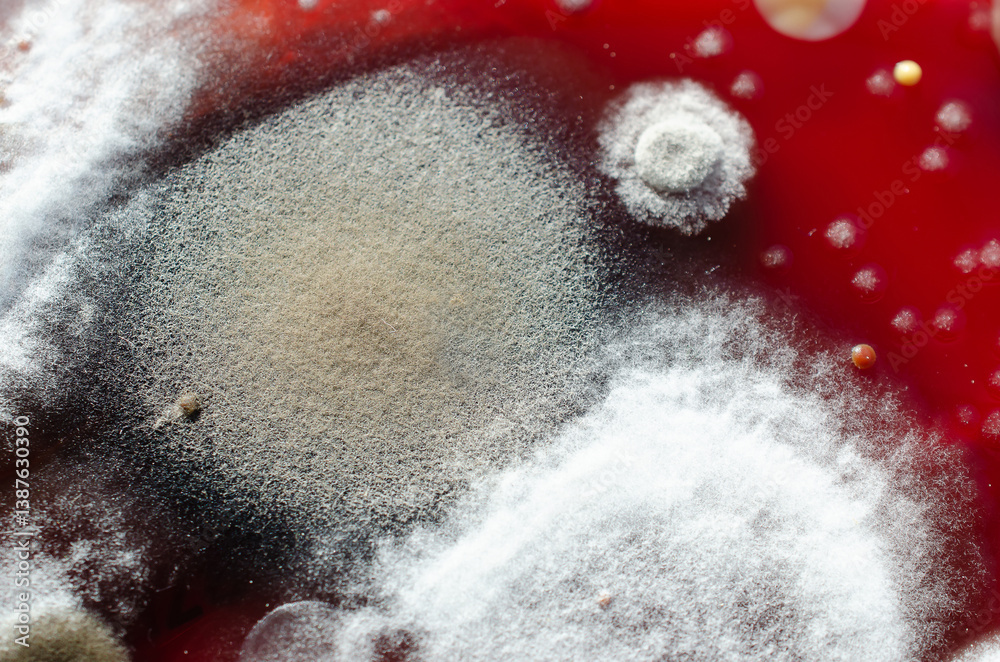 Mold fungi colonies grown from indoor air on blood sheep agar ...