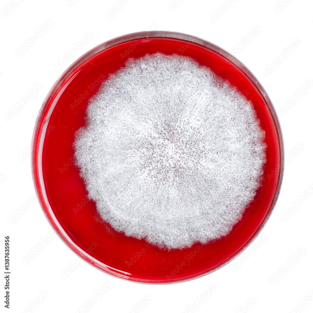 Mucor fungi colonies on potato dextrose agar, photograph showing fast ...