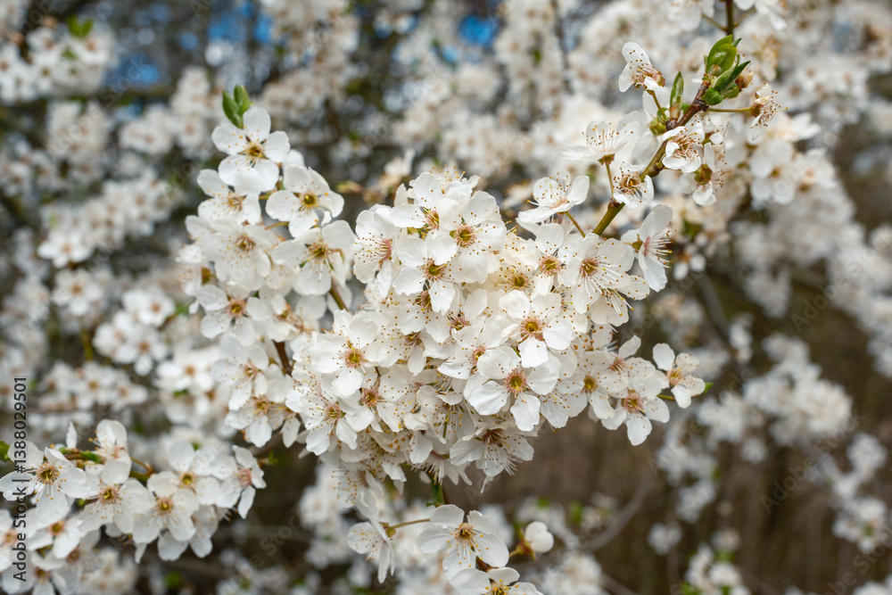 Prunus cerasifera Kirschpflaume Detail Vollblüte Stock Photo | Adobe Stock