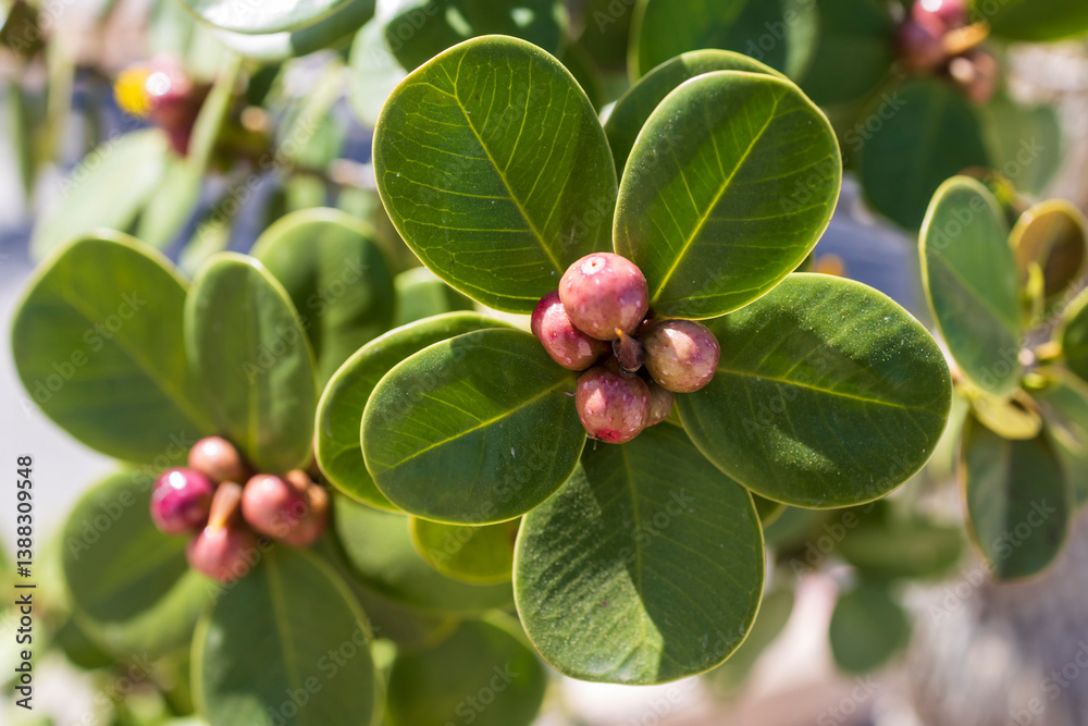 Ficus microcarpa, also known as Chinese banyan, Hill's weeping fig ...