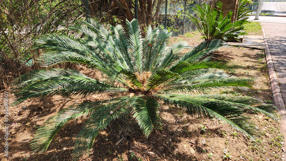 Sago palm (Cycas revoluta), the striking dwarf beauty, graces parks and ...