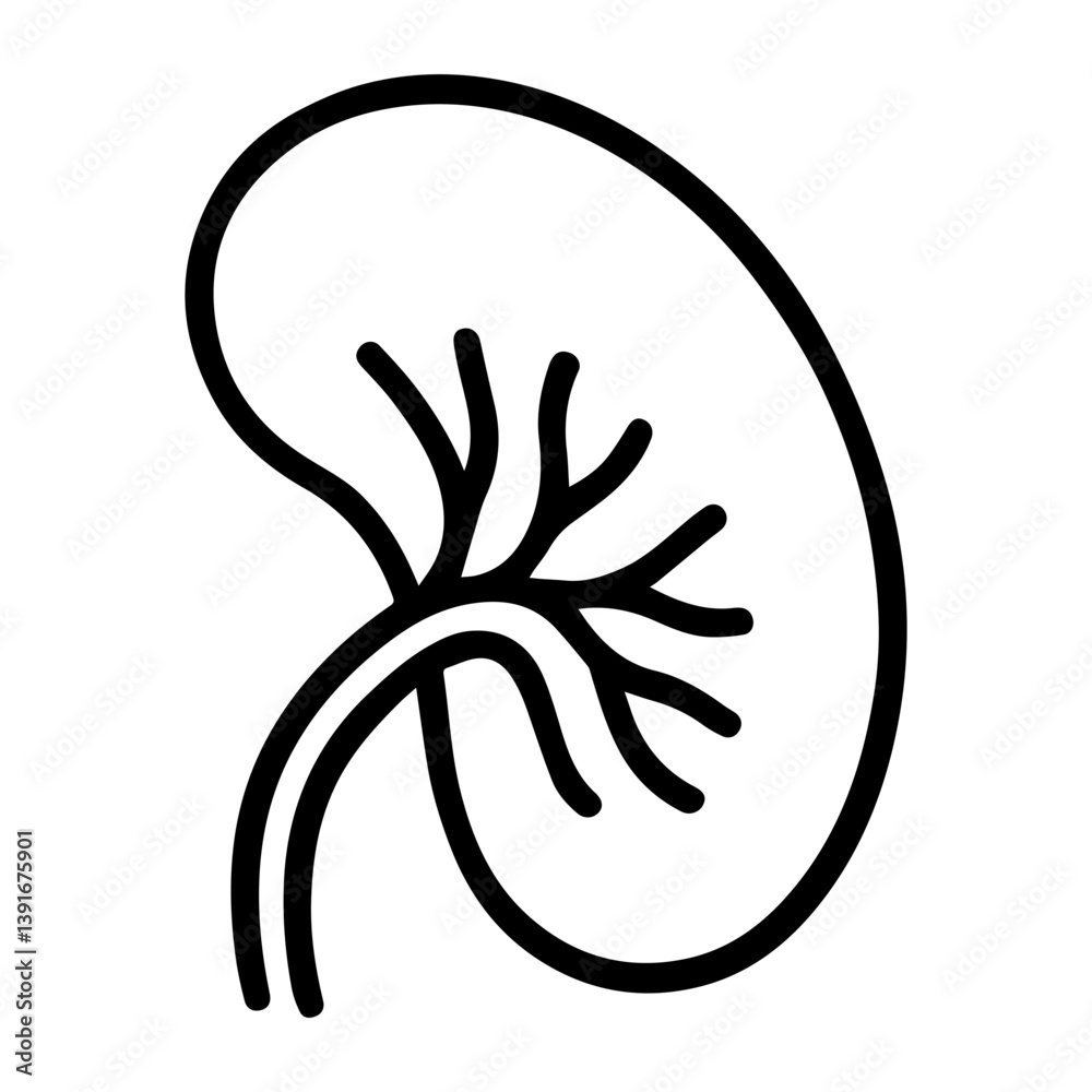 Spleen Anatomy Outline Lymphatic System Organ Illustration Stock Vector ...