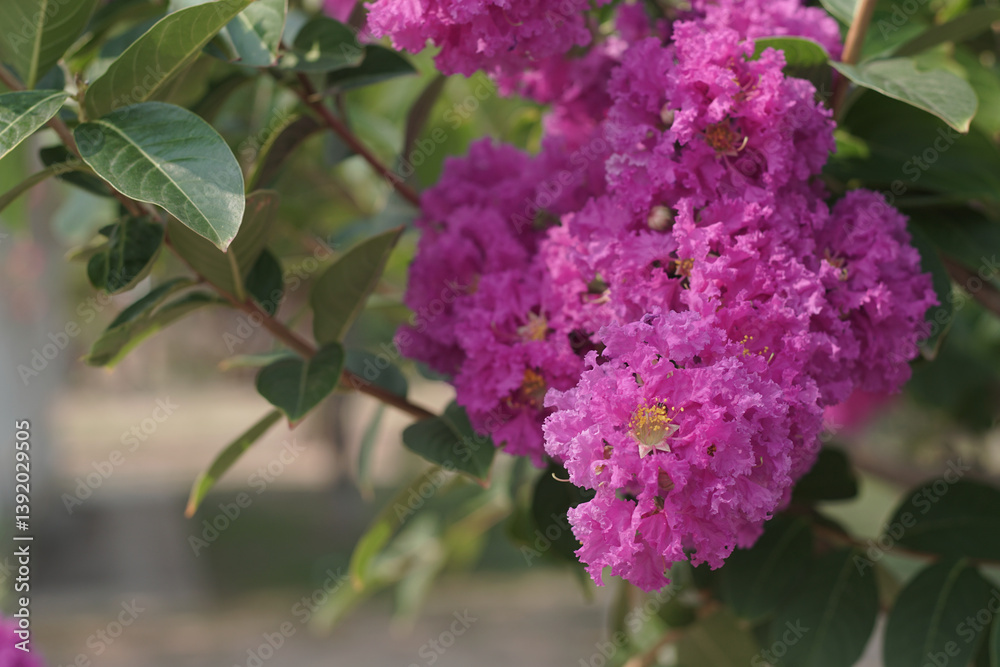 Japanese Crape Myrtle Flower, Lagerstroemia Indica. Lagerstroemia ...
