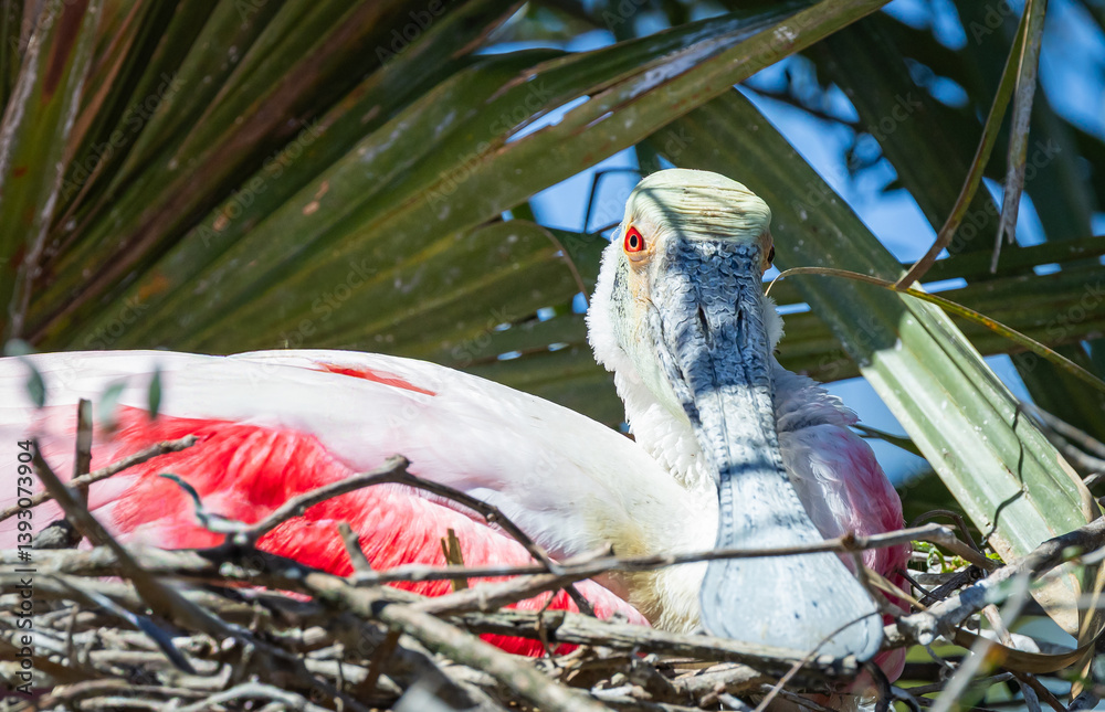 Roseate Spoonbills in a rookery at an alligator farm in Florida ...