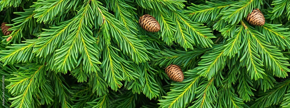 thuja occidentalis tree medicine herbal garden naturopathy alternative ...