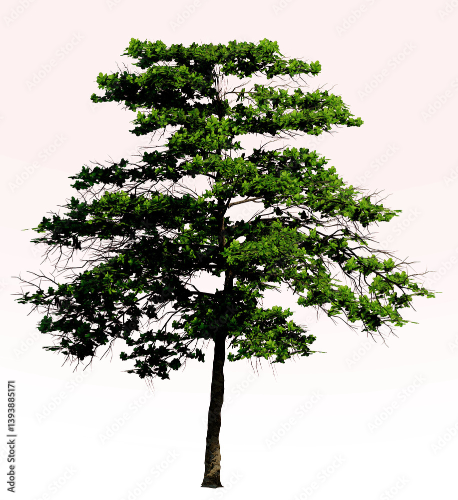 Tree without background Stock Photo | Adobe Stock