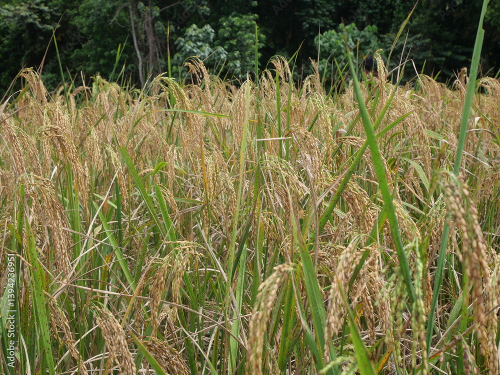 Rice is a staple crop grown in fields known as paddy fields, where it ...