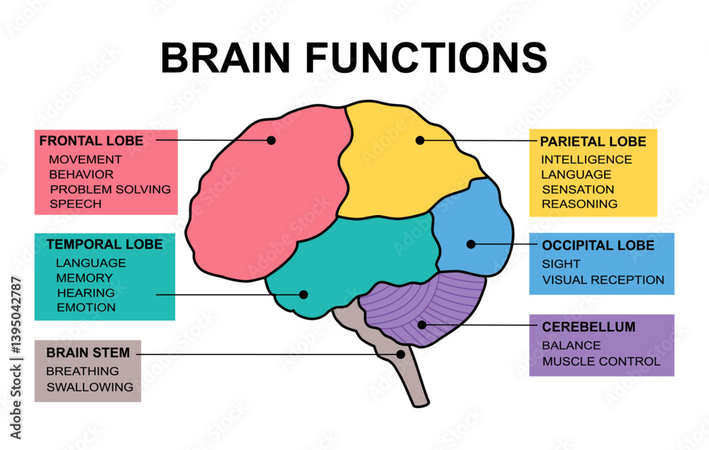 Brain sections and organ part functions in labeled anatomical outline ...