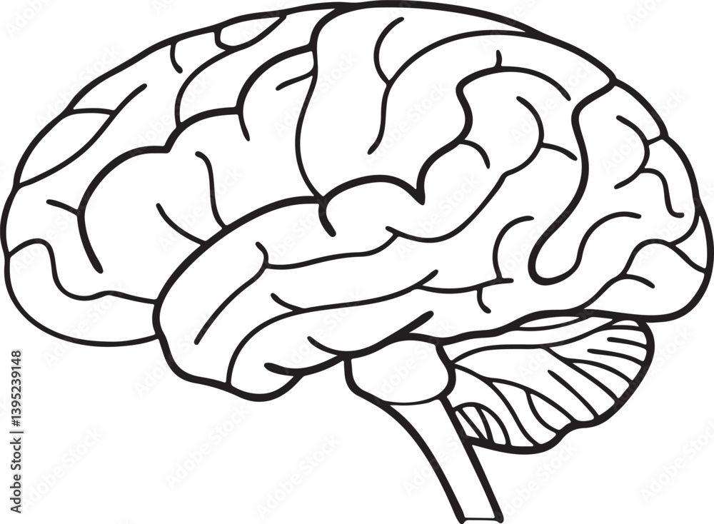 Human brain anatomy vector illustration displays the isolated cerebral ...