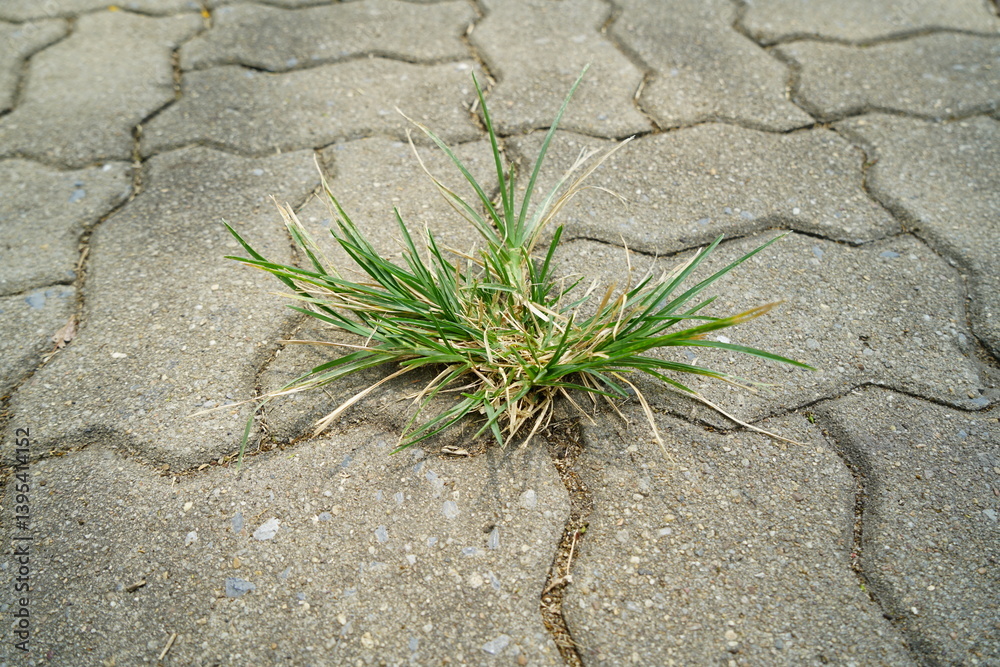 Weeds growing through cracks in brick pavement. Common garden problem ...