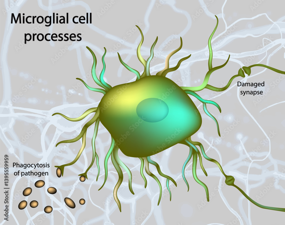 Pocesses of microglia cell. Detailed 3D scientific illustration of a microglial cell in the ...